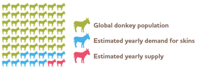 Feasting on Donkey Skin - The China Story